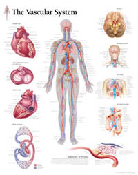 The Vascular System chart: Laminated Wall Chart by Scientific Publishing Scientific Publishing ...