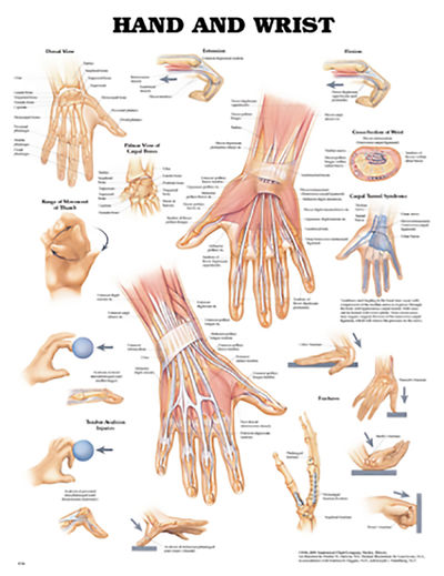 Hand and Wrist Anatomical Chart by Prepared by Anatomical Chart Company ...