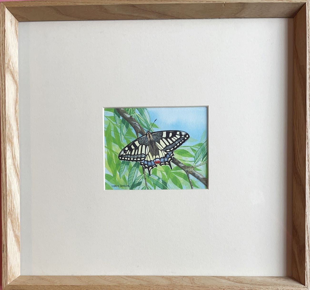 Chris Shields - ORIGINAL WATERCOLOUR OF A SWALLOWTAIL BUTTERFLY ...