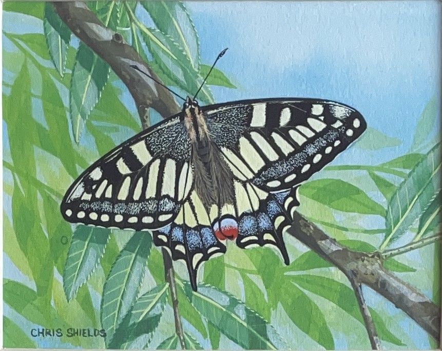 Chris Shields - ORIGINAL WATERCOLOUR OF A SWALLOWTAIL BUTTERFLY ...