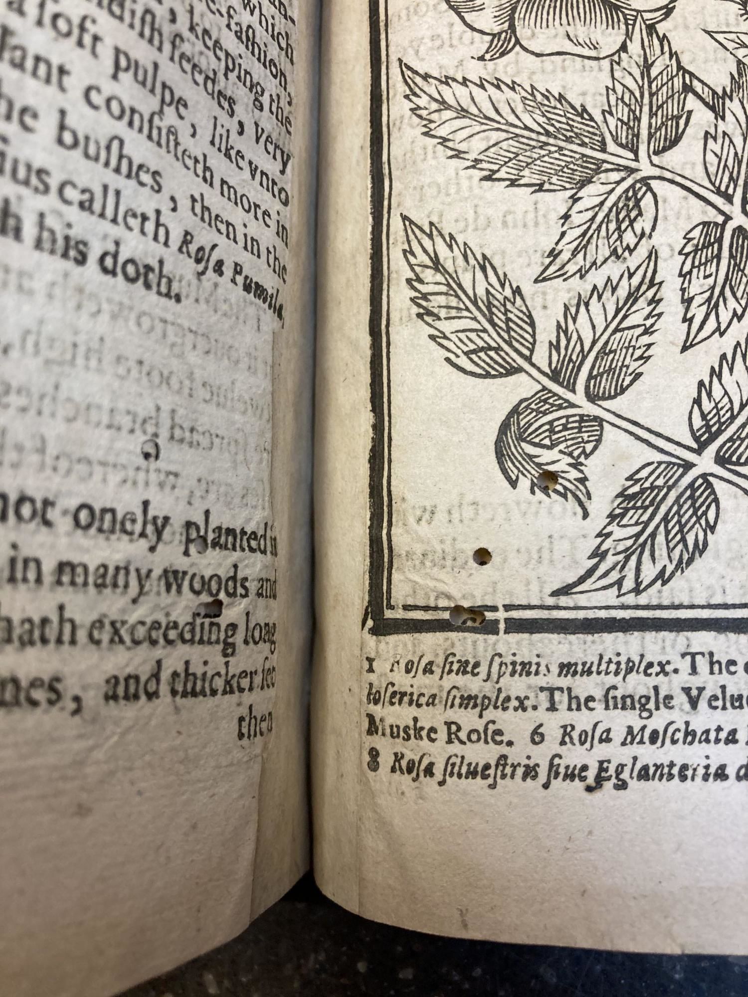 PARADISI IN SOLE PARADISUS TERRESTRIS. OR A GARDEN OF ALL SORTS OF ...