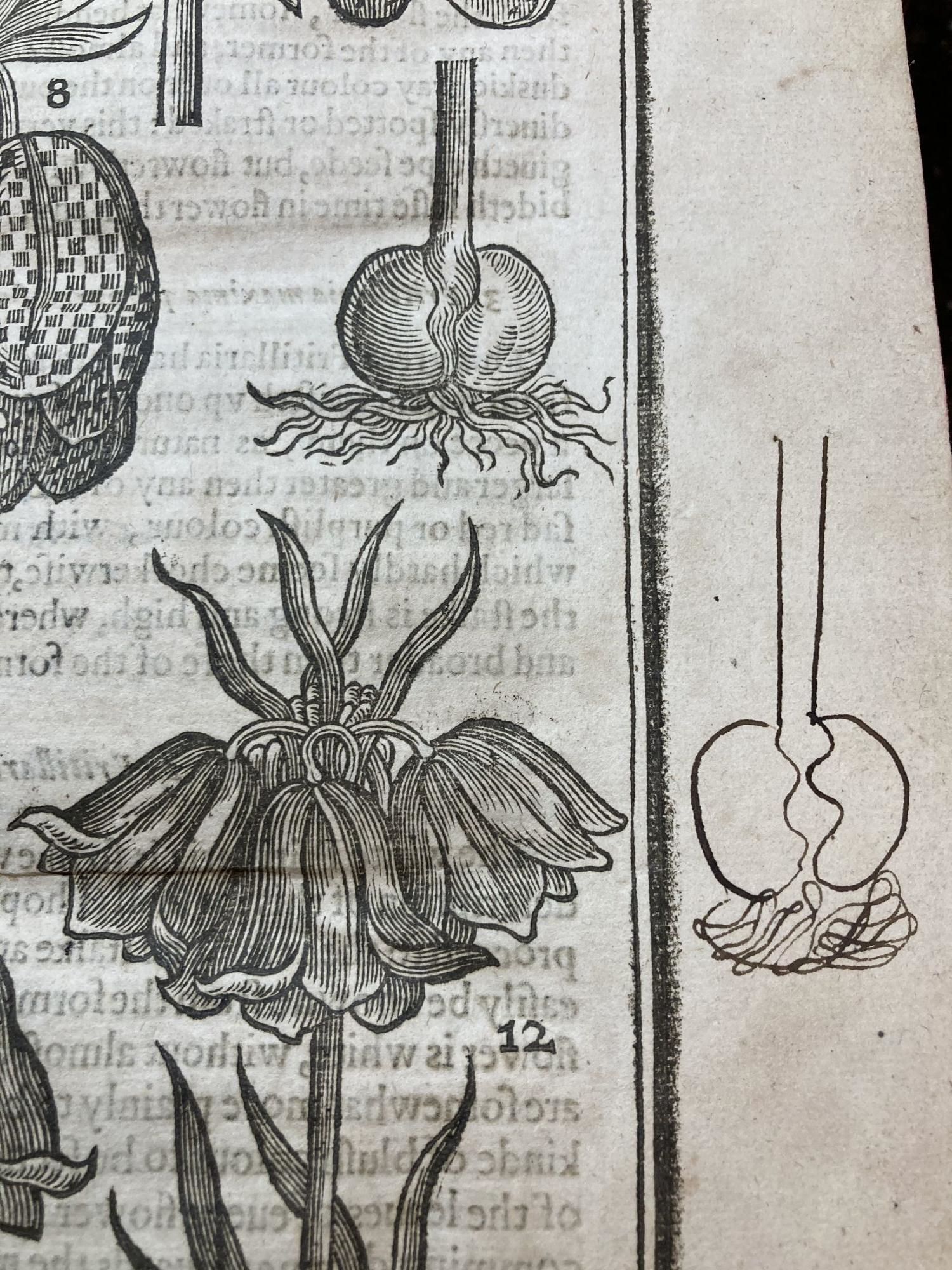 PARADISI IN SOLE PARADISUS TERRESTRIS. OR A GARDEN OF ALL SORTS OF ...