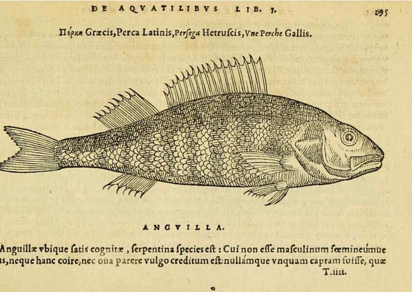 Reproducción/Reproduction 6418720063: Petri Bellonii Cenomani De ...