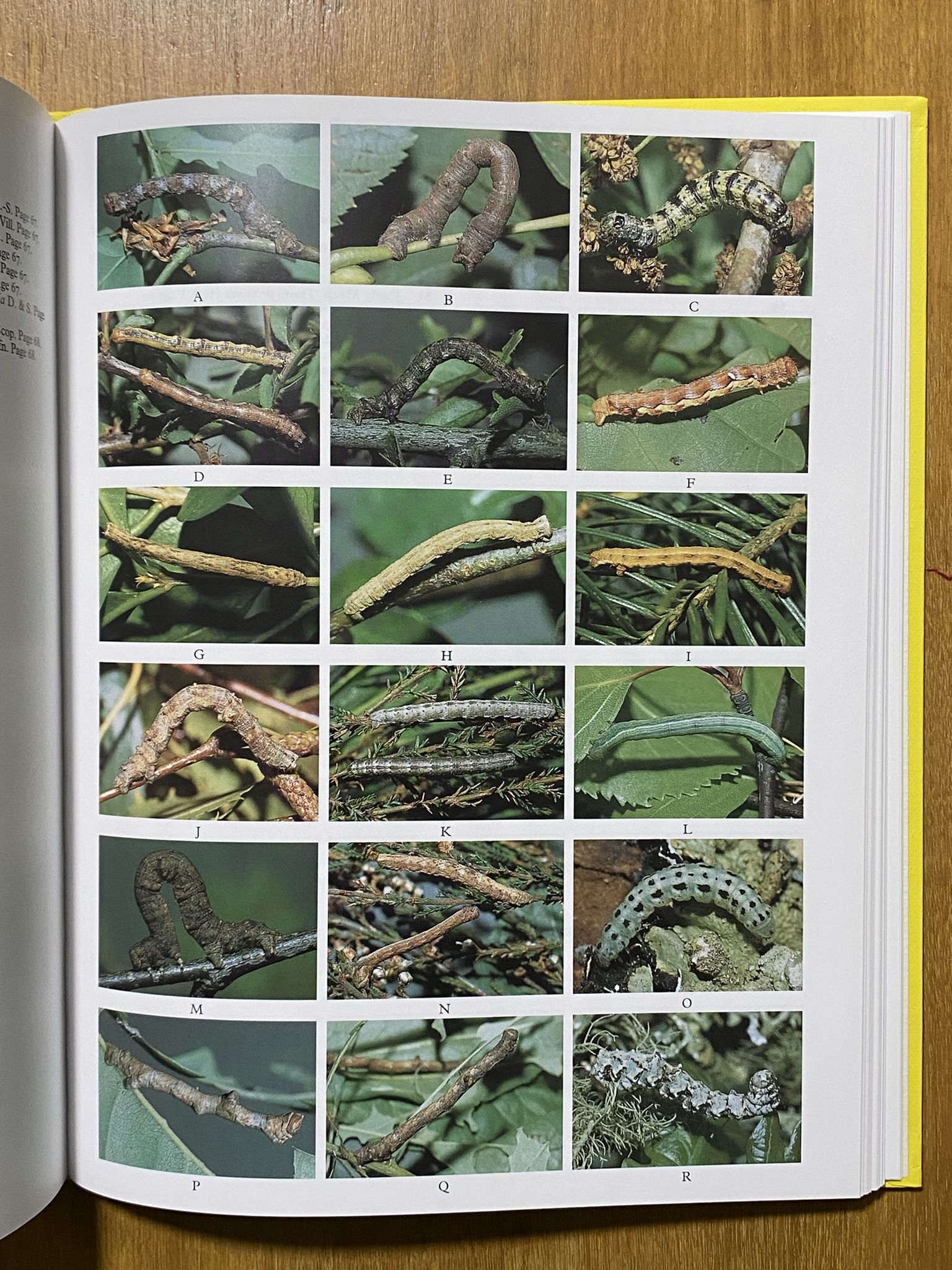 BIBLIO | Colour Identification Guide to Caterpillars of the British ...