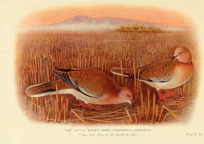 Reproducción/Reproduction 6197897662: Indian pigeons and doves London ...