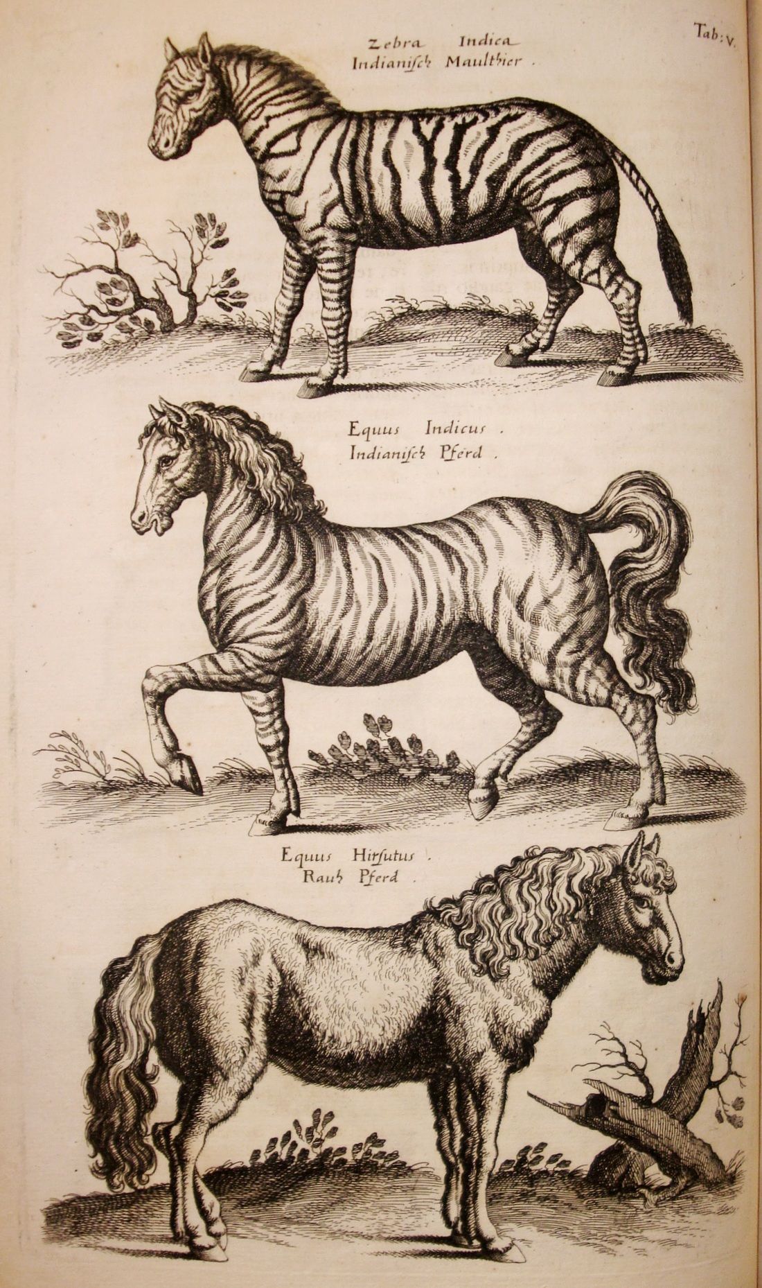 Theatrum Universale Omnium Animalium Quadrupedum Abulis Octoginta ab ...