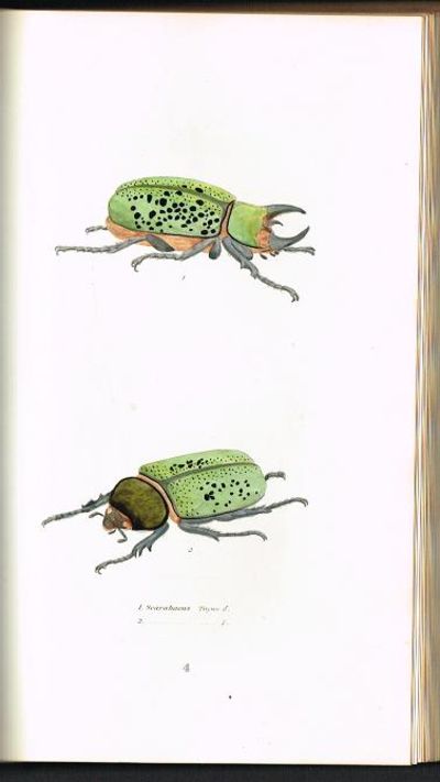 American Entomology. A Description of the Insects of North America with ...
