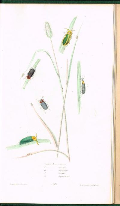 American Entomology. A Description of the Insects of North America with ...
