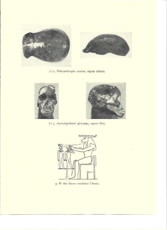 LAMINA 36164: Pithecanthropus erectus y Australopithecus africanus by ...