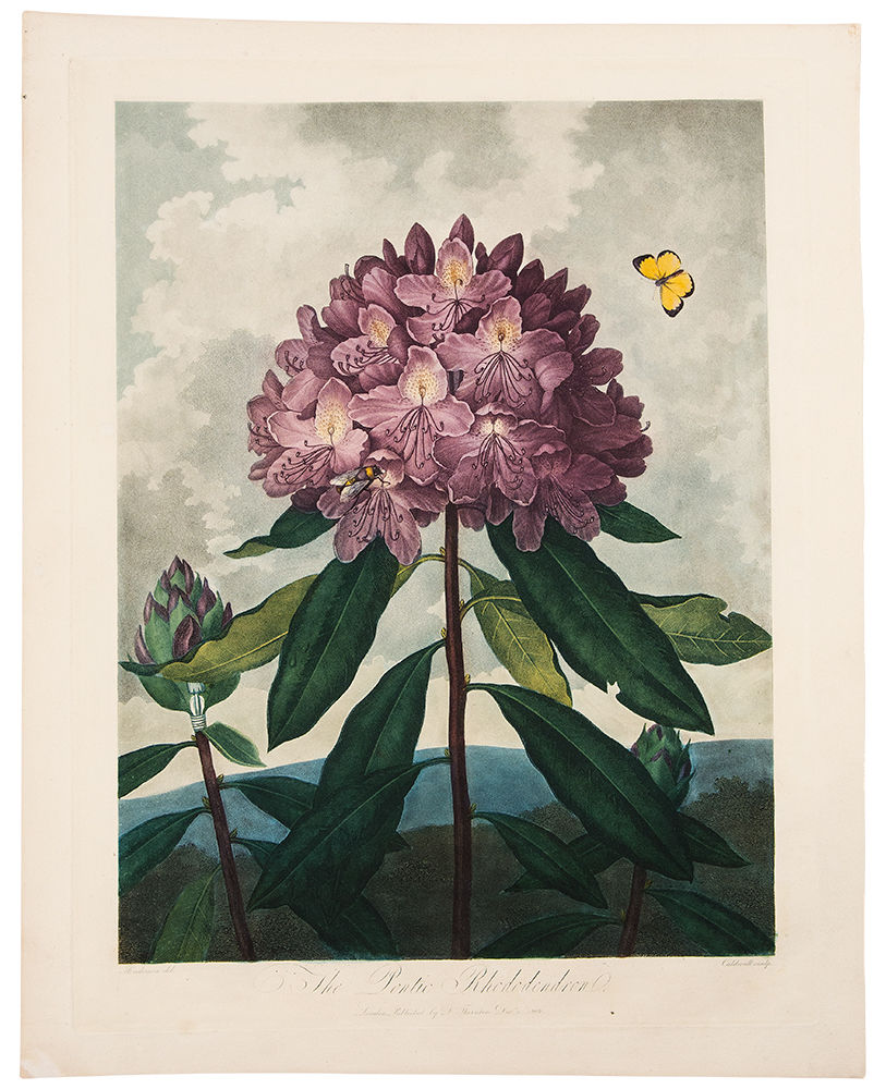 The Pontic Rhododendron by THORNTON, Robert John (circa 1768-1837 ...