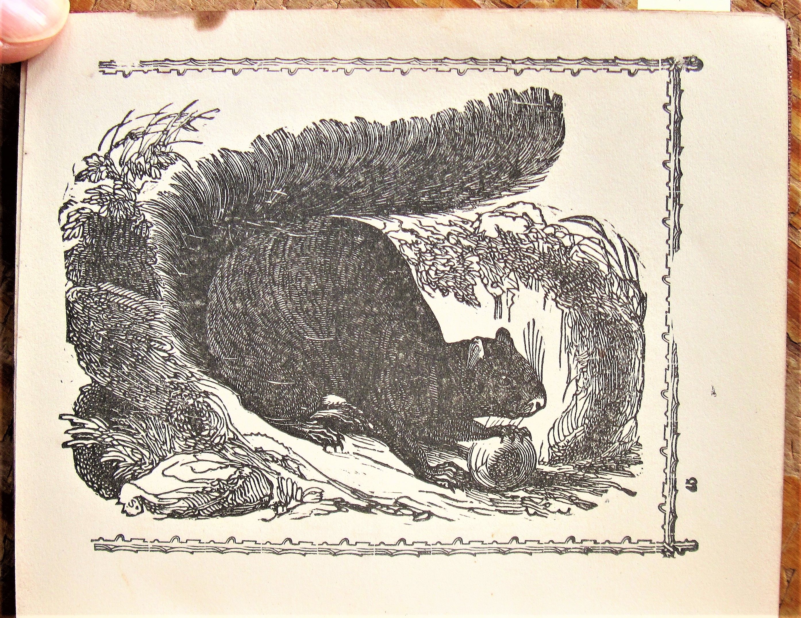 Janet Ray; Or, the Mountain Storm by Susie Sunbeam - Hardcover - from ...
