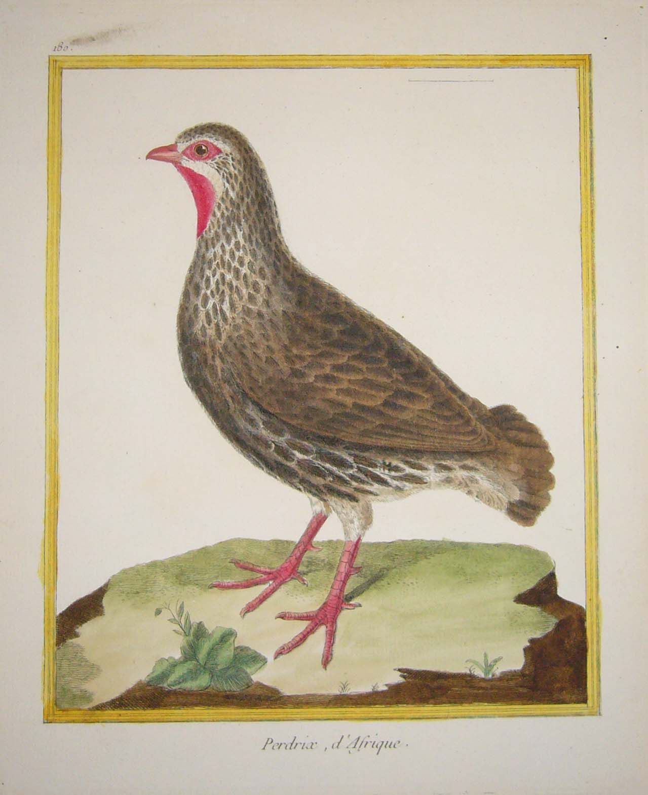 Perdrix, d’Afrique by Buffon, Comte de, and Martinet: | 1770-86 ...