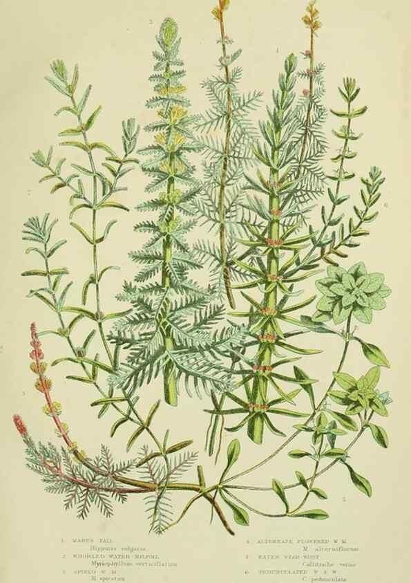 Reproducción/Reproduction 8515094011: The flowering plants, grasses ...