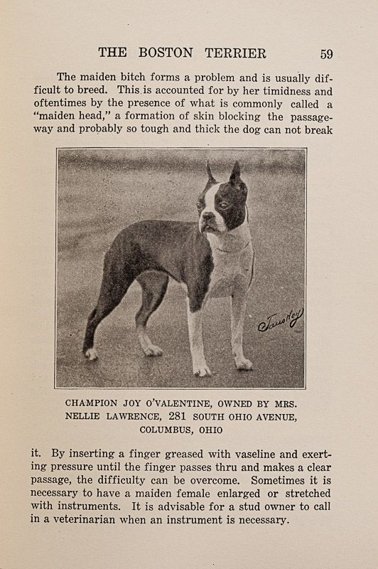 BIBLIO | The Boston Terrier. by Perry, Vincent G | | 1928