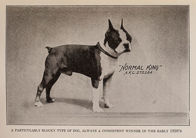 BIBLIO | The Boston Terrier. by Perry, Vincent G | | 1928