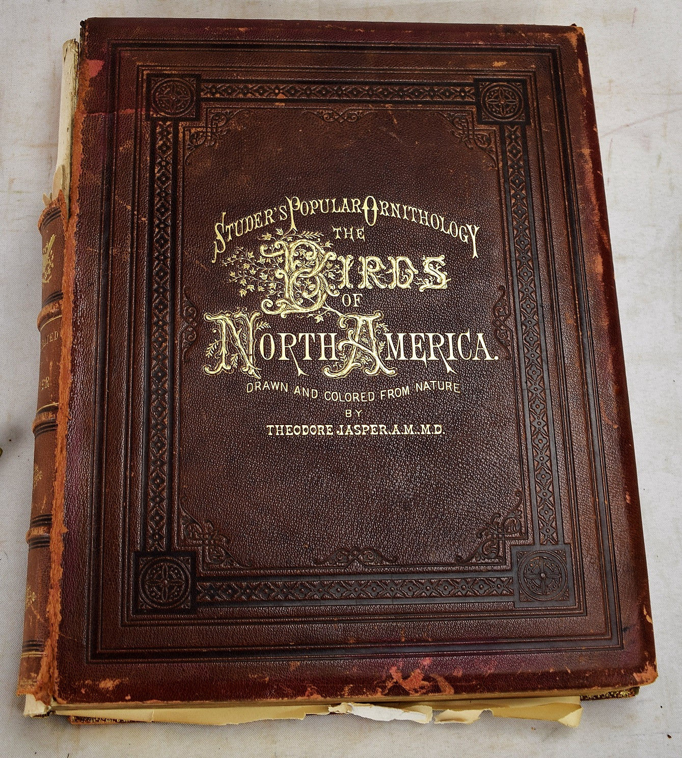 BIBLIO | Studer's Popular Ornithology. The Birds of North America by ...