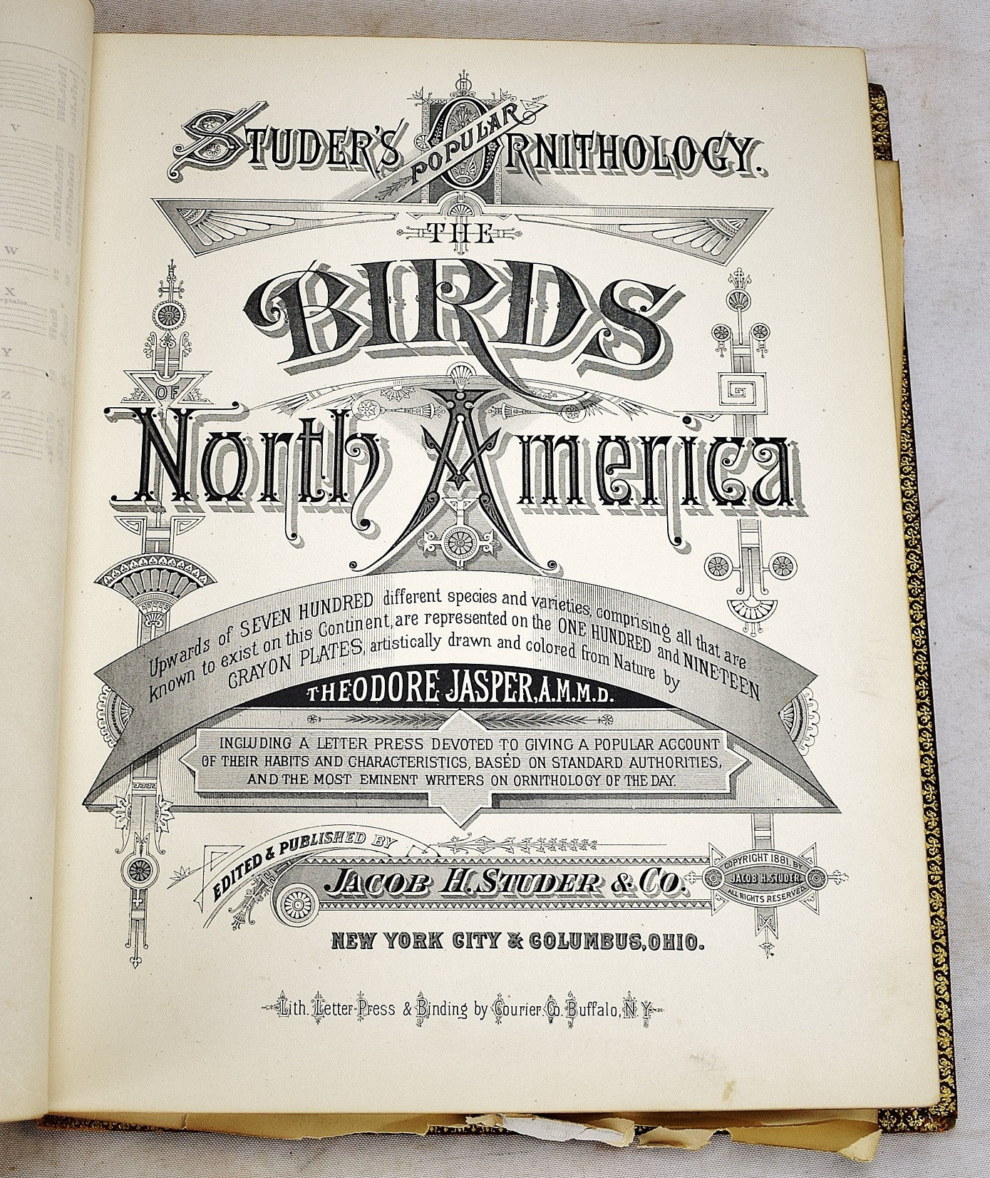 BIBLIO | Studer's Popular Ornithology. The Birds of North America by ...