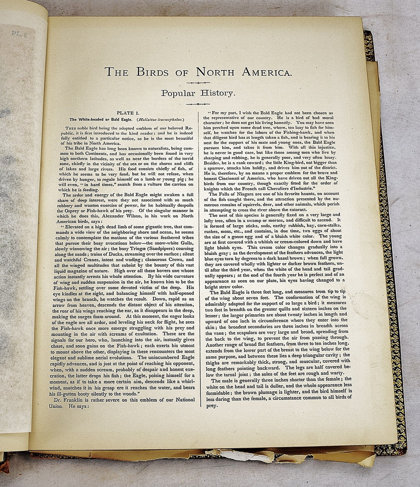 BIBLIO | Studer's Popular Ornithology. The Birds of North America by ...