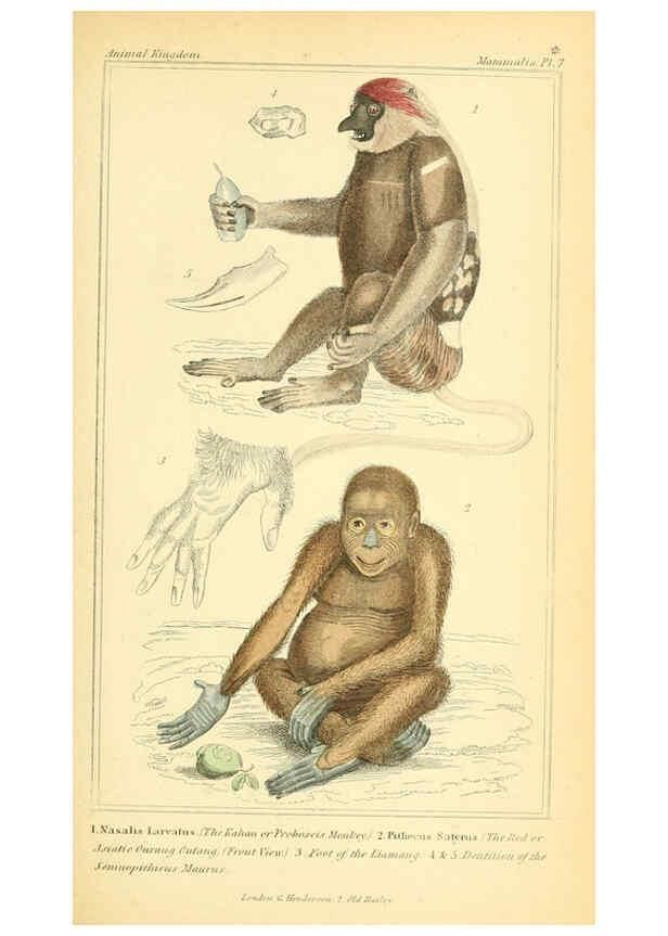 BIBLIO | Reproducción/Reproduction 6025587583: The animal kingdom ...