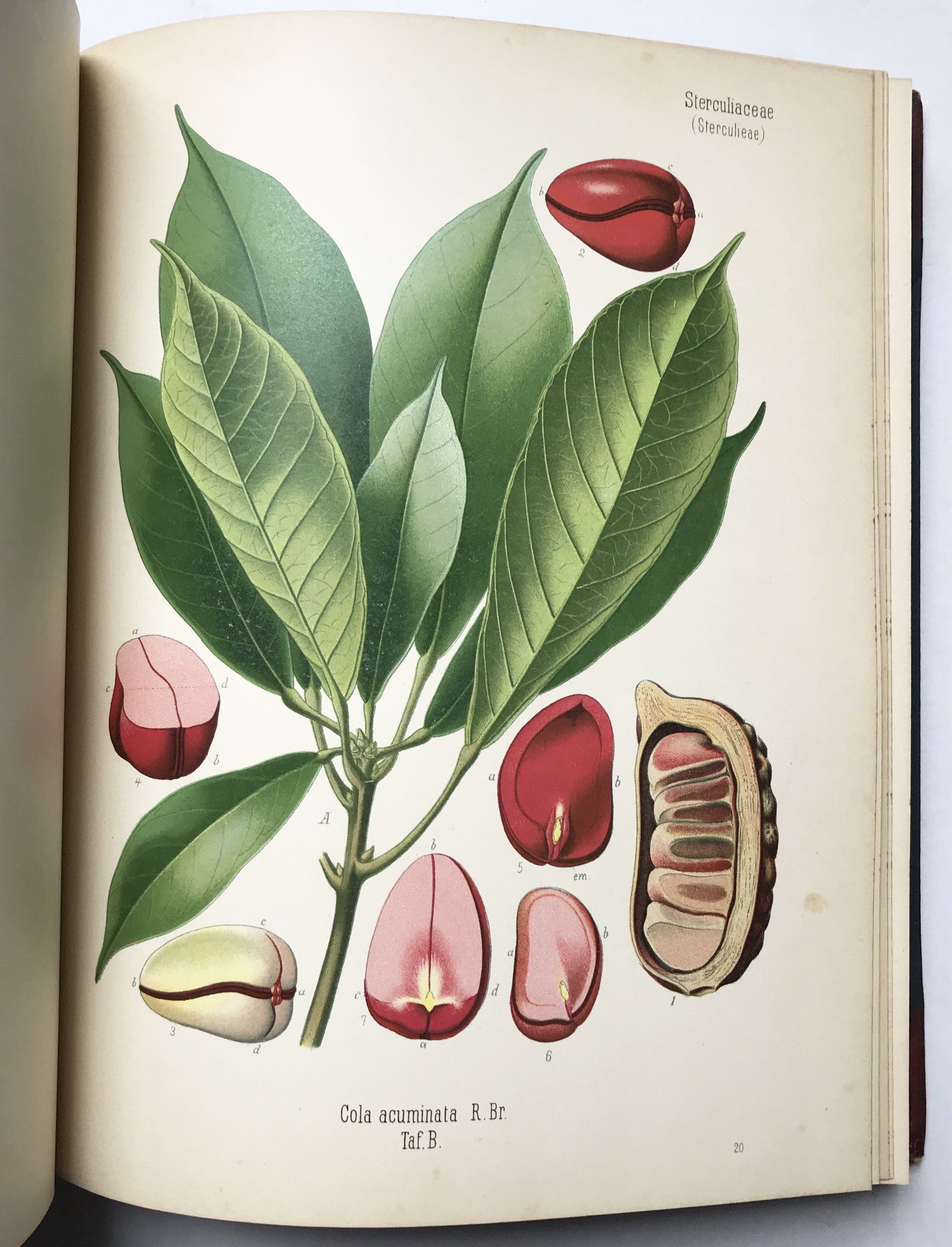 Köhler's Medizinal-Pflanzen by Hermann Adolph Köhler, Gustav Pabst ...