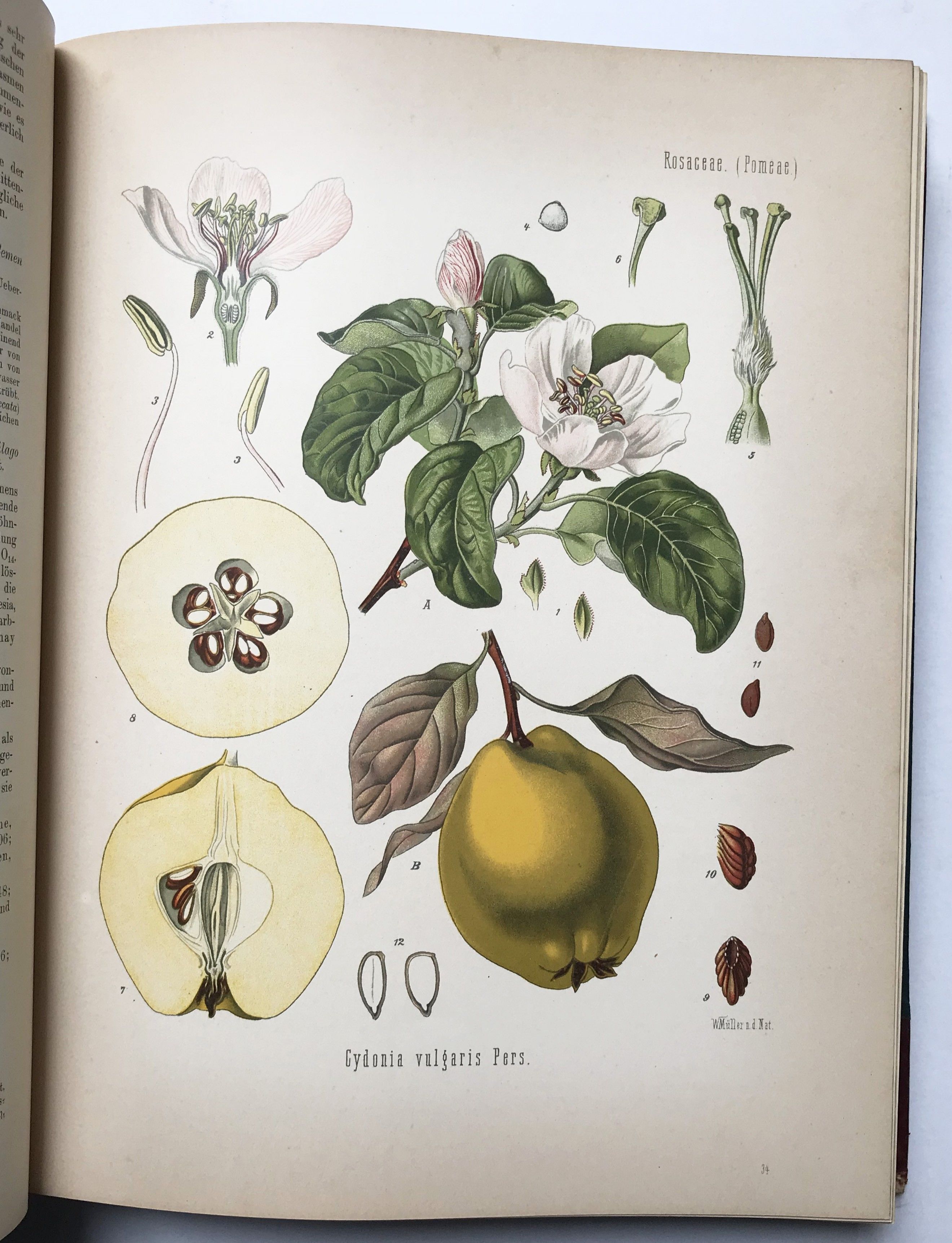 Köhler's Medizinal-Pflanzen by Hermann Adolph Köhler, Gustav Pabst ...