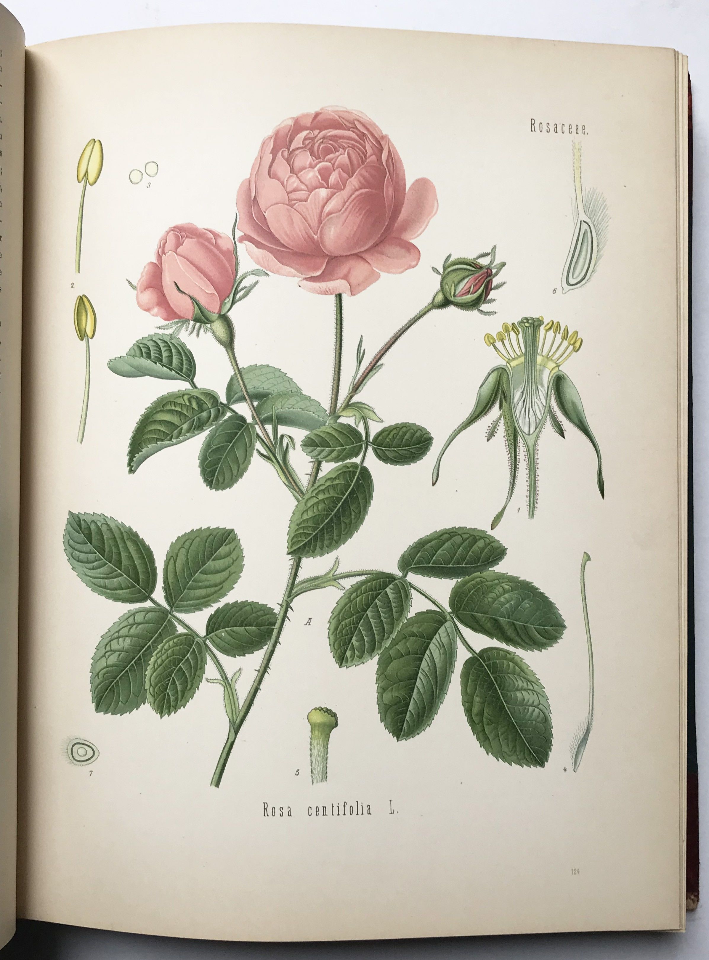 Köhler's Medizinal-Pflanzen by Hermann Adolph Köhler, Gustav Pabst ...