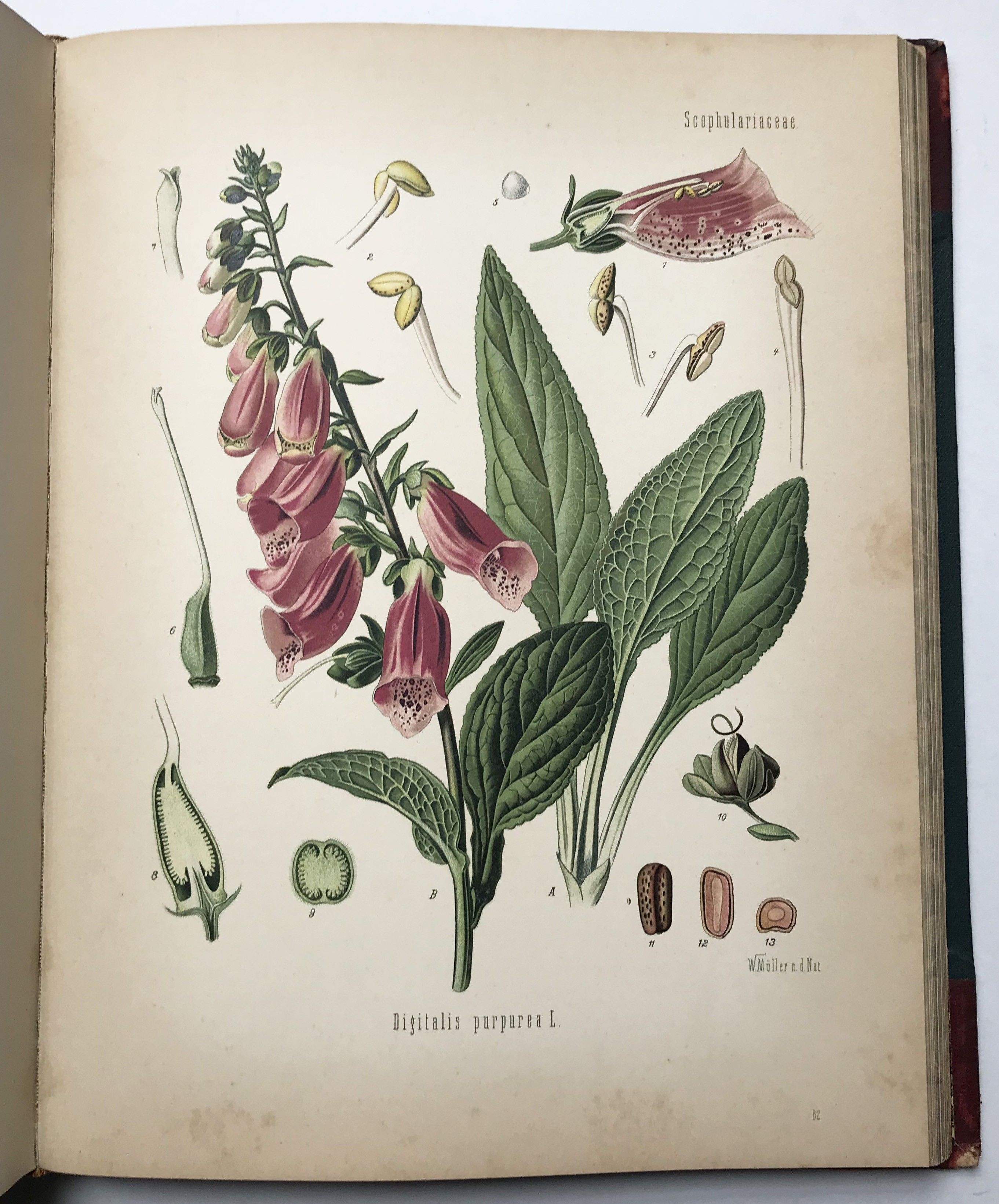 Köhler's Medizinal-Pflanzen by Hermann Adolph Köhler, Gustav Pabst ...