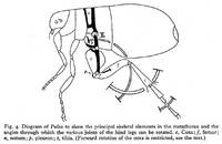 The jump of the flea: A study of the energetics and a model of the ...