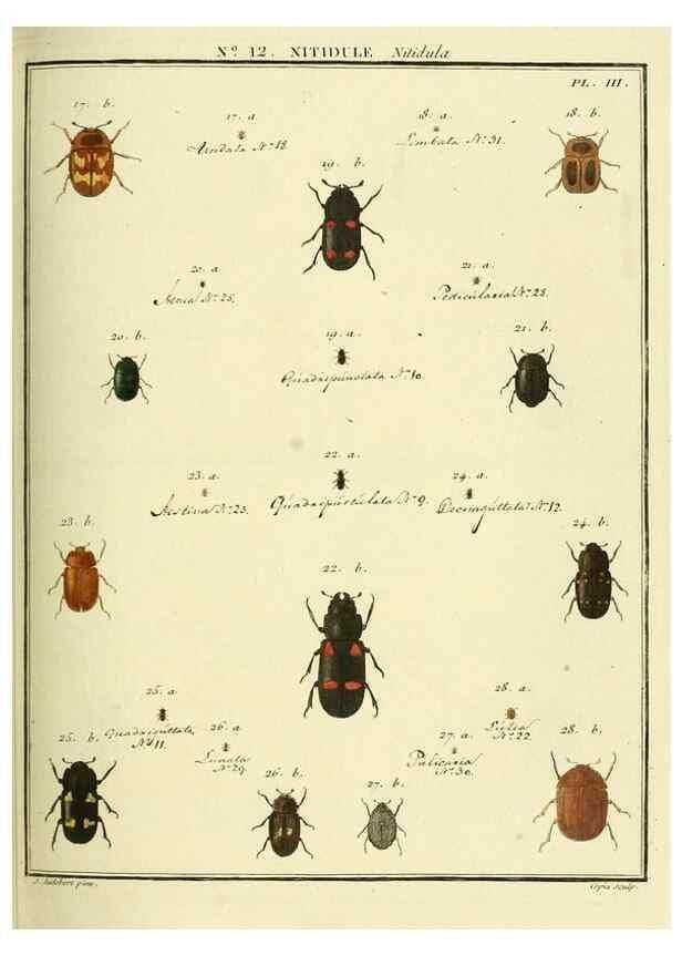 Reproducción/Reproduction 8112679490: Entomologie, ou, Histoire ...