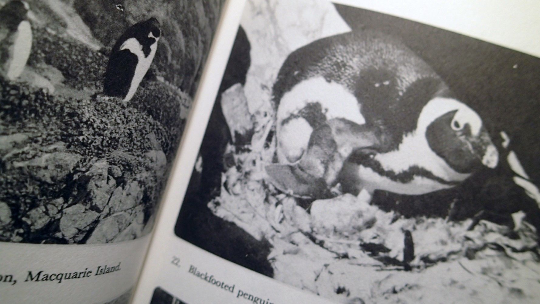 PENGUINS : PAST AND PRESENT, HERE AND THERE by George Gaylord Simpson ...