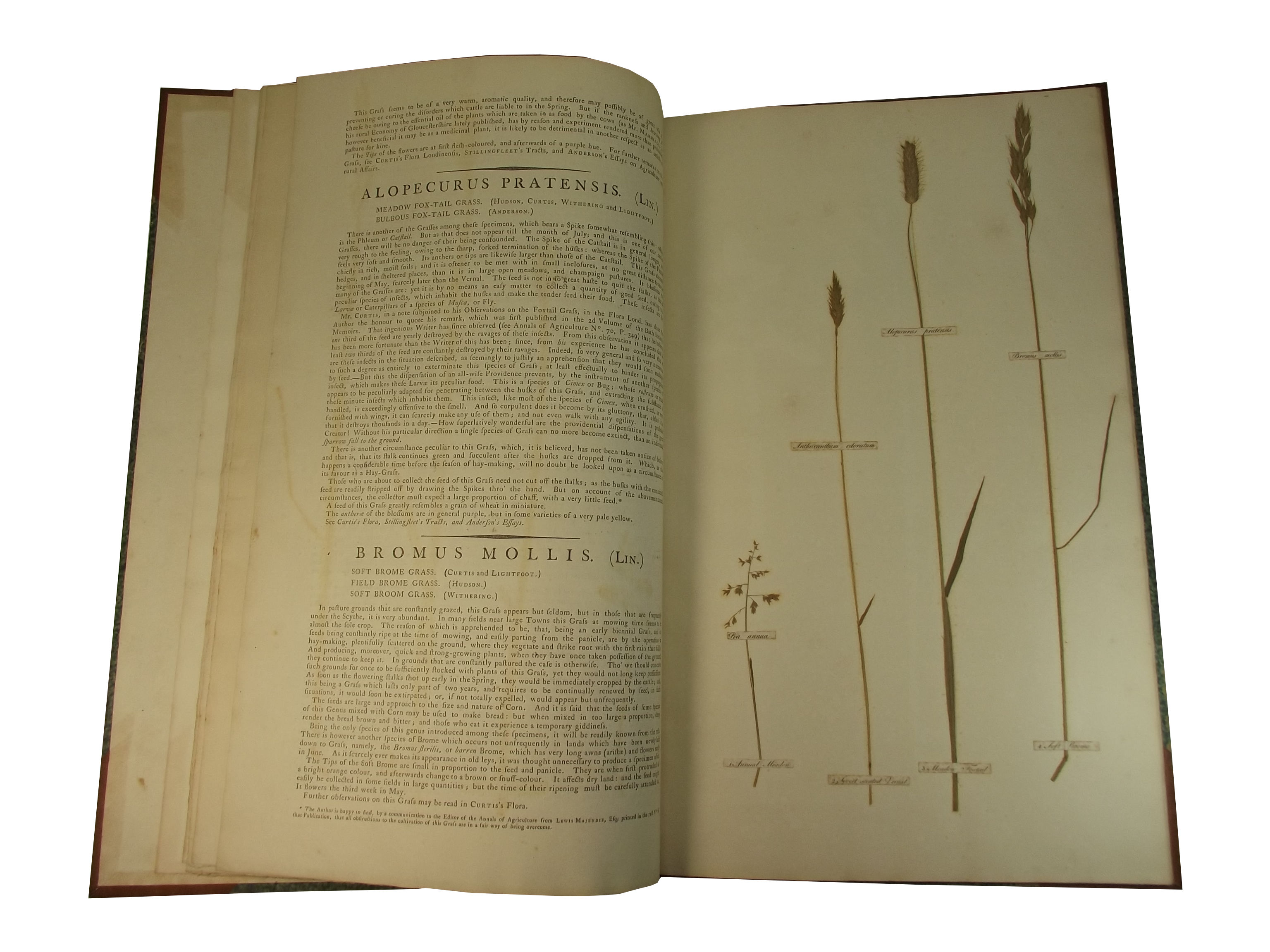 Gramina Pascua: Or, a Collection of Specimens of the Common Pasture ...