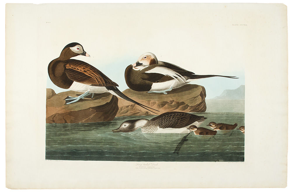 Long-Tailed Duck [Oldsquaw] from The Birds of America by AUDUBON, John ...