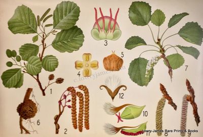 Danish Botanical Wall Chart: #XXIV Hazel Leaves and Catkins. by Warming ...