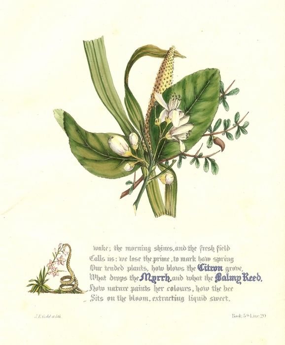Myrrh Flower