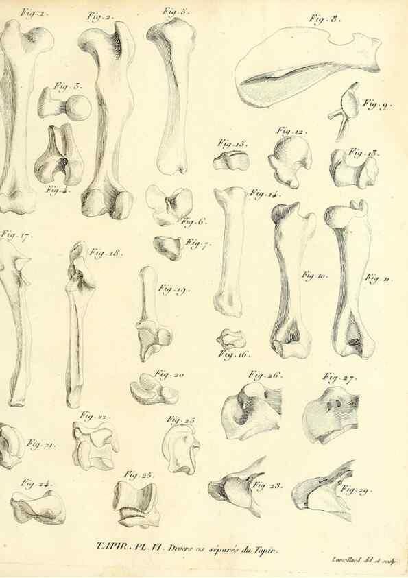 ReproducciÃ³n/Reproduction 49065114201: Recherches sur les ossemens ...