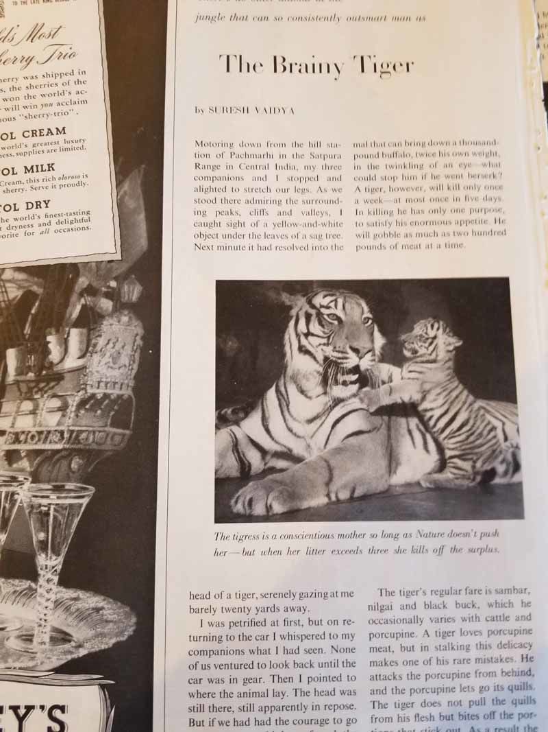 Stalking Tiger Man