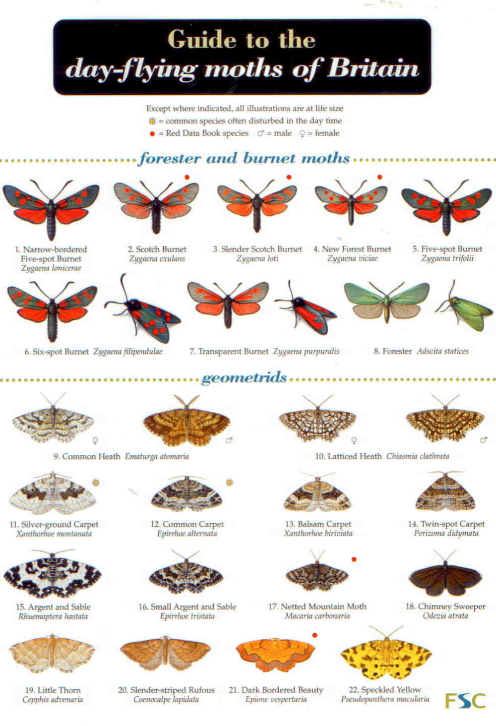 A Guide to the Day-flying Moths of Britain (Identification Chart) by ...