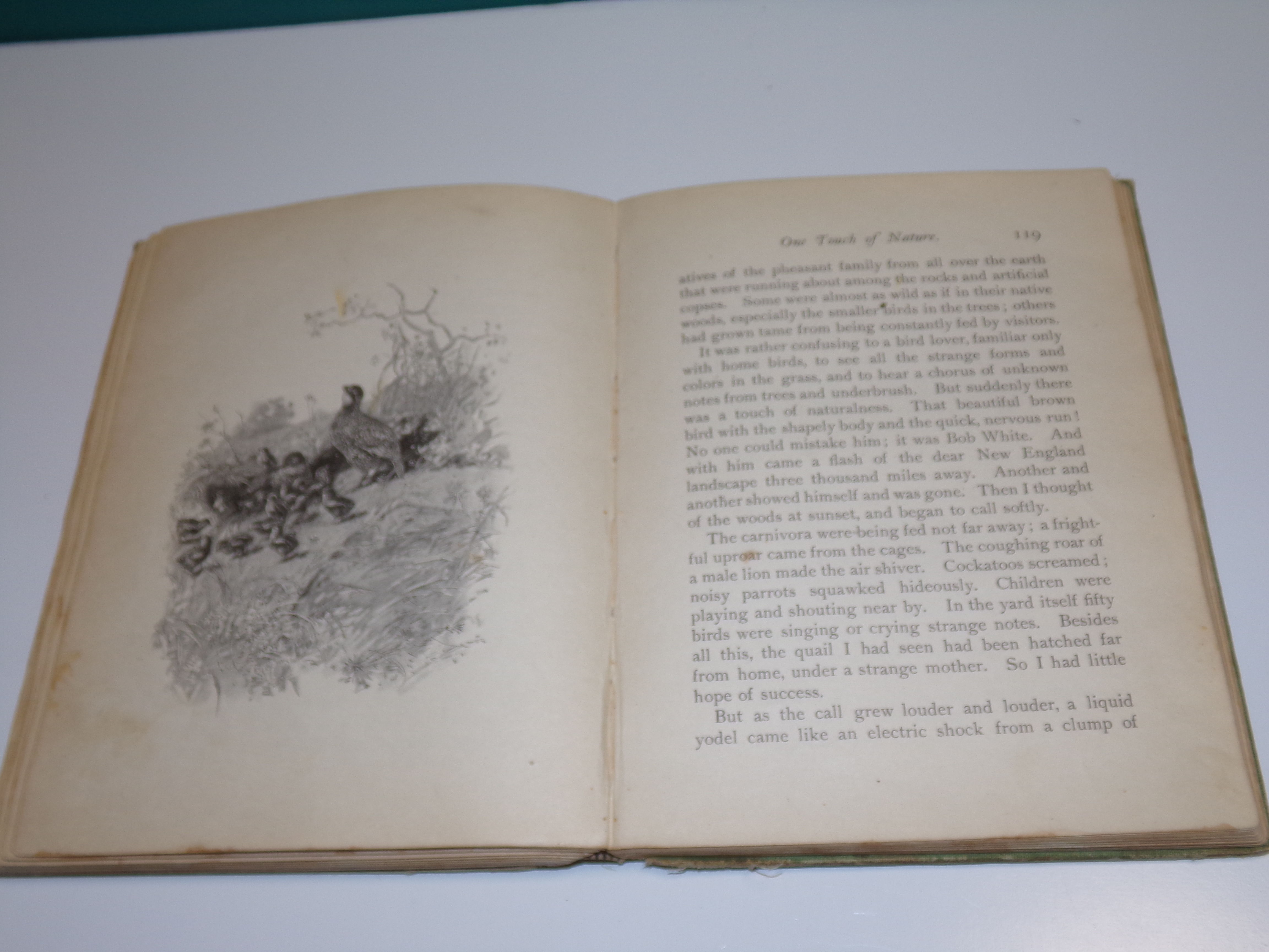 Ways of Wood Folk by William J. Long | Green cloth boards with black ...