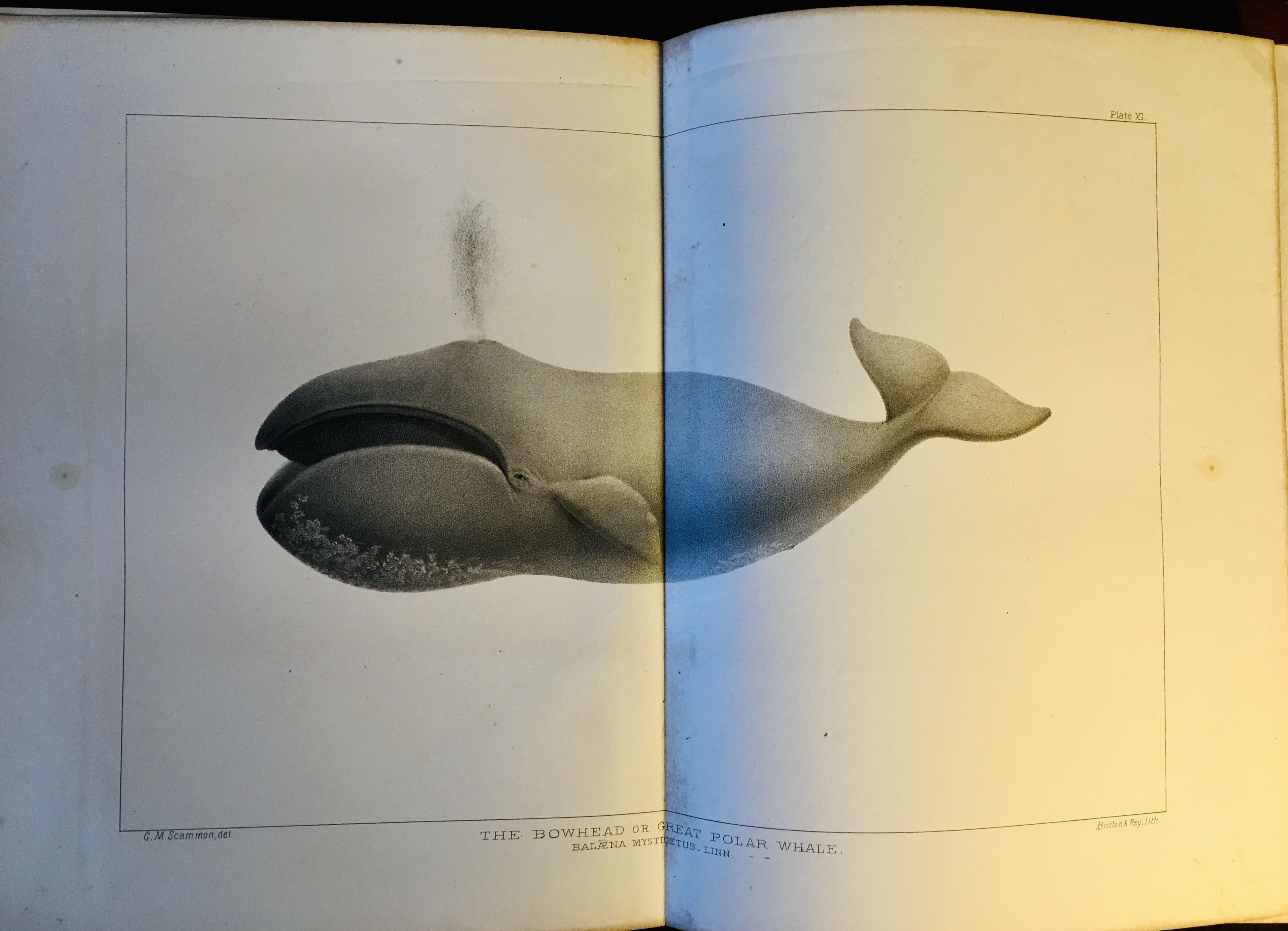 THE MARINE MAMMALS OF THE NORTH-WESTERN COAST OF NORTH AMERICA ...