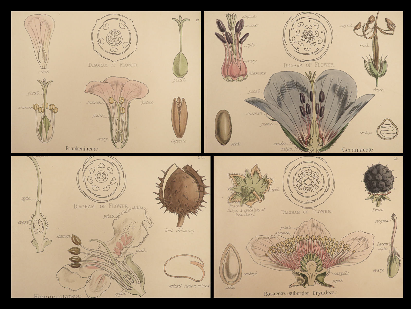 Illustrations of the Principal Natural Orders of the Vegetable Kingdom ...