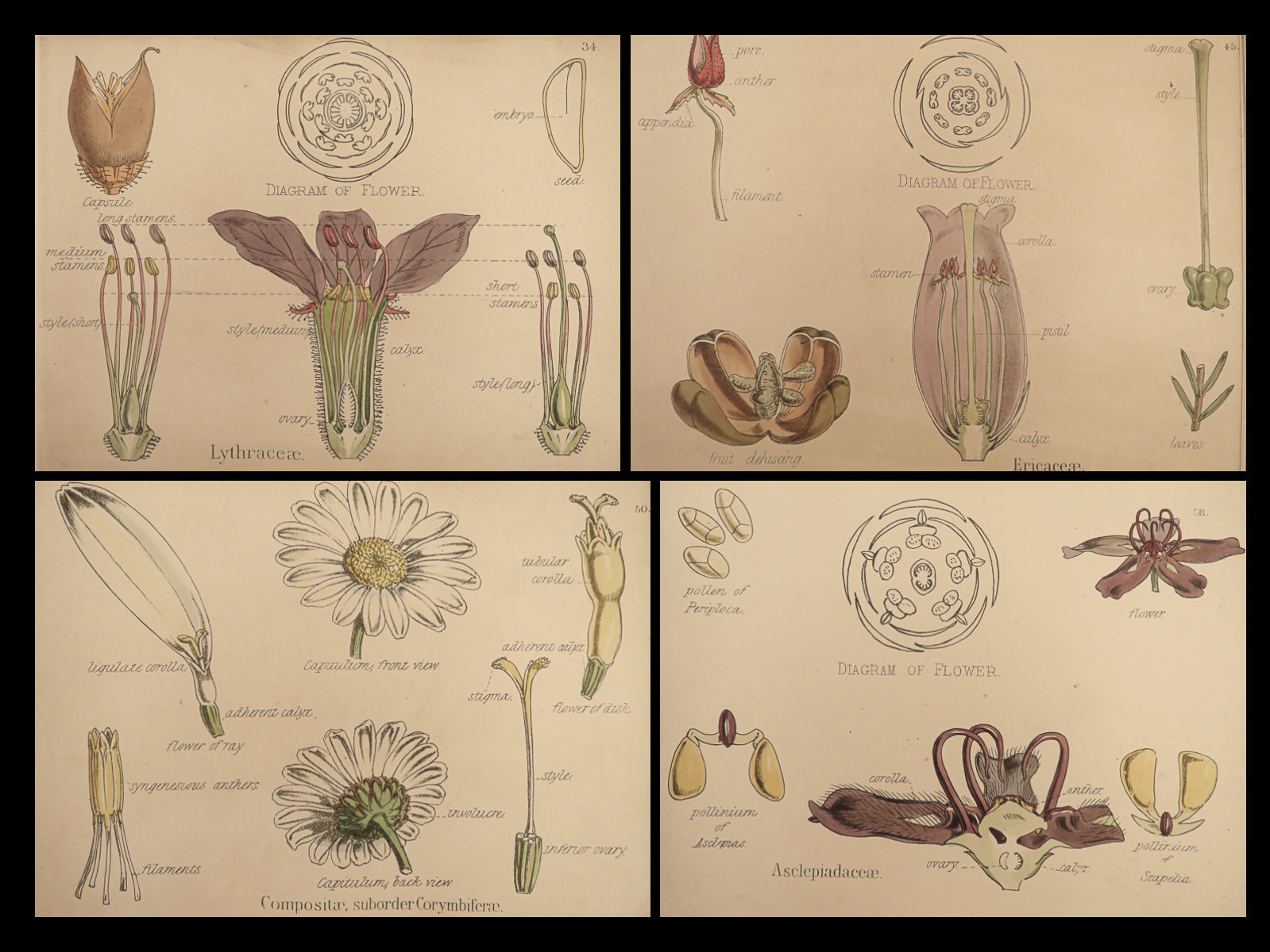 Illustrations of the Principal Natural Orders of the Vegetable Kingdom ...