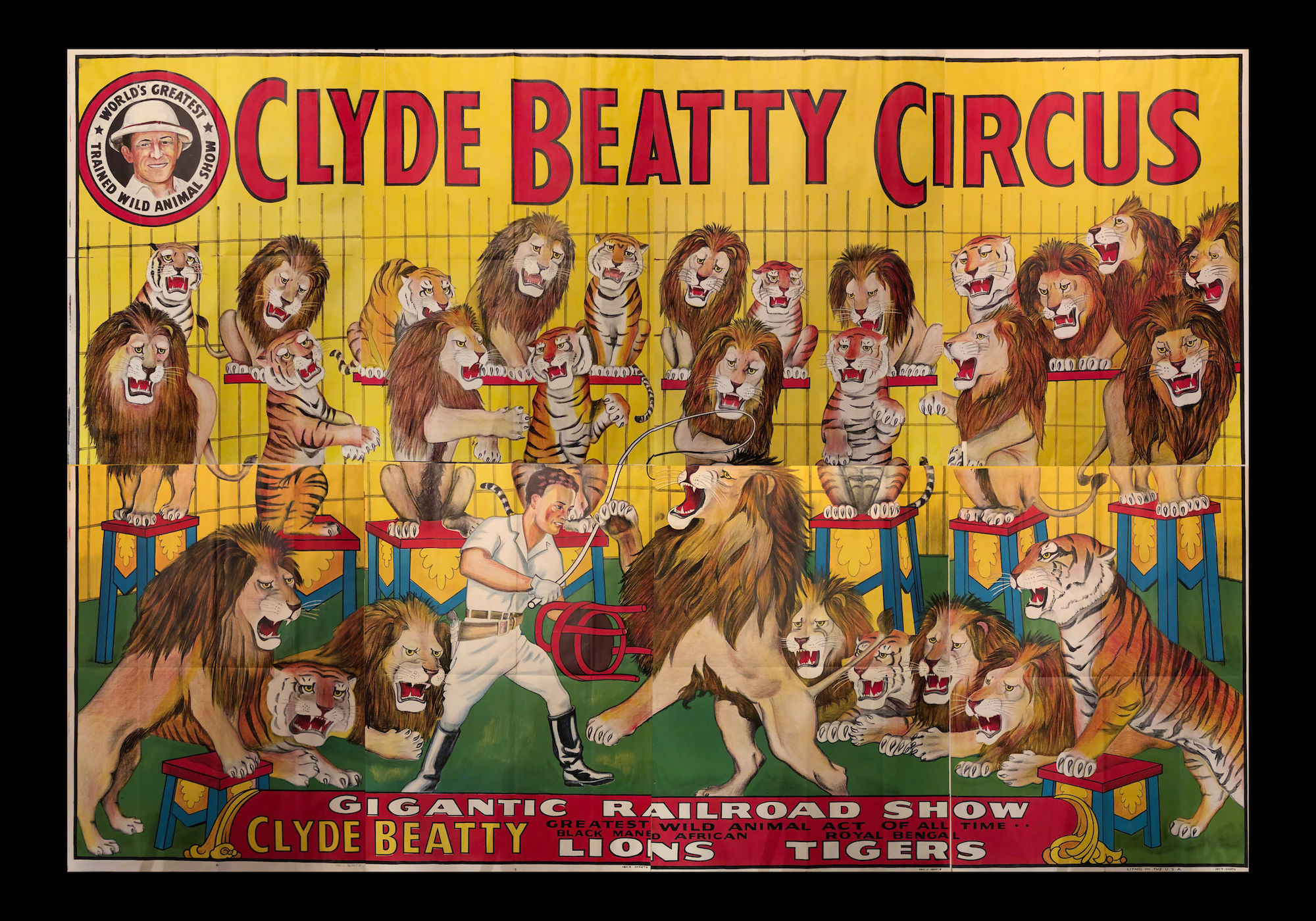Circus Lions And Tigers