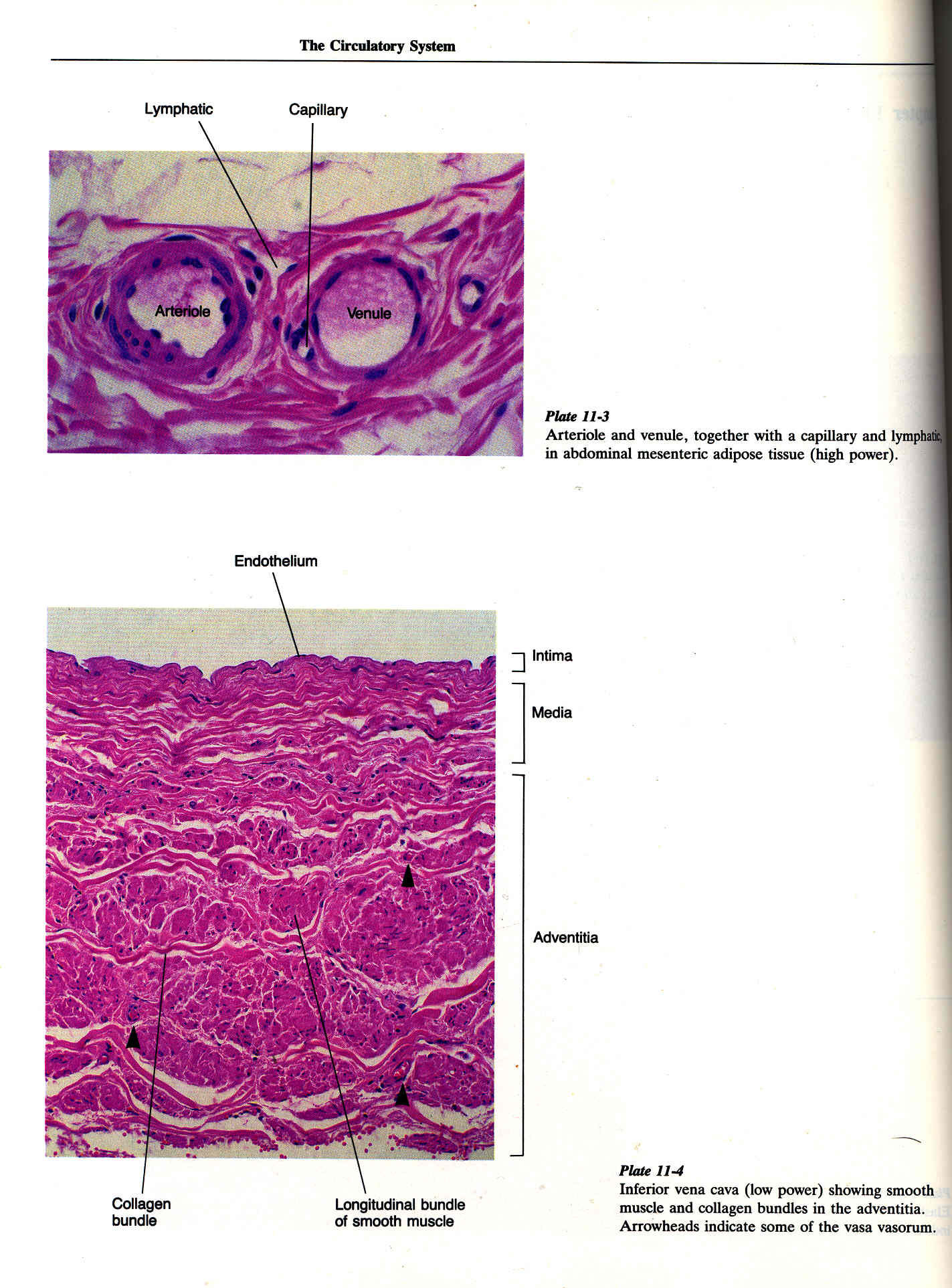 Essential histology [Introduction to histology] ; [Histology & How It ...