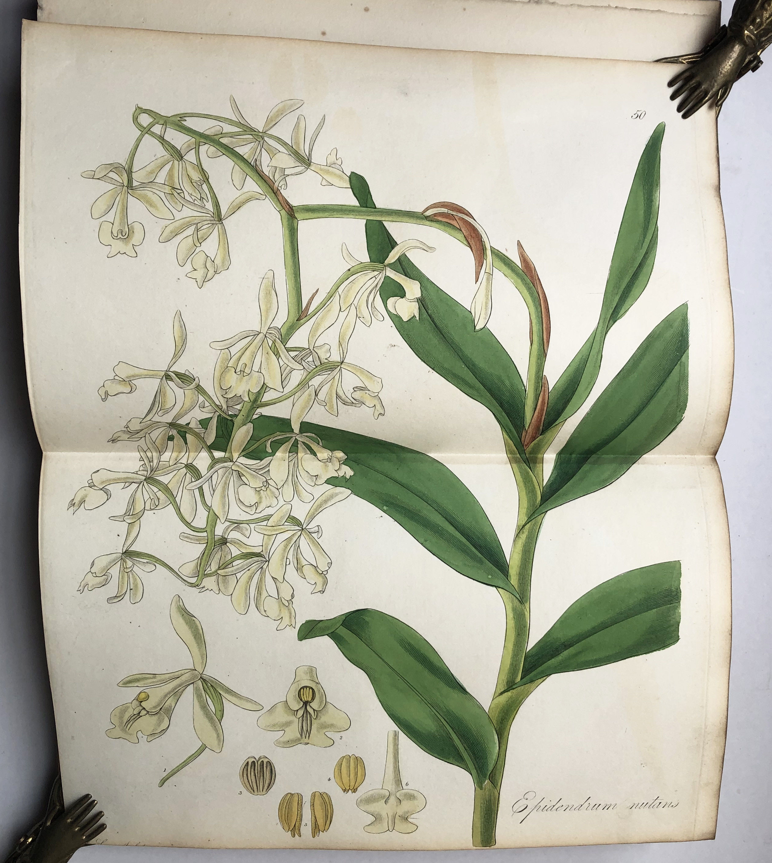Exotic Flora, Vol. I by Sir William Jackson Hooker | Green cloth boards ...