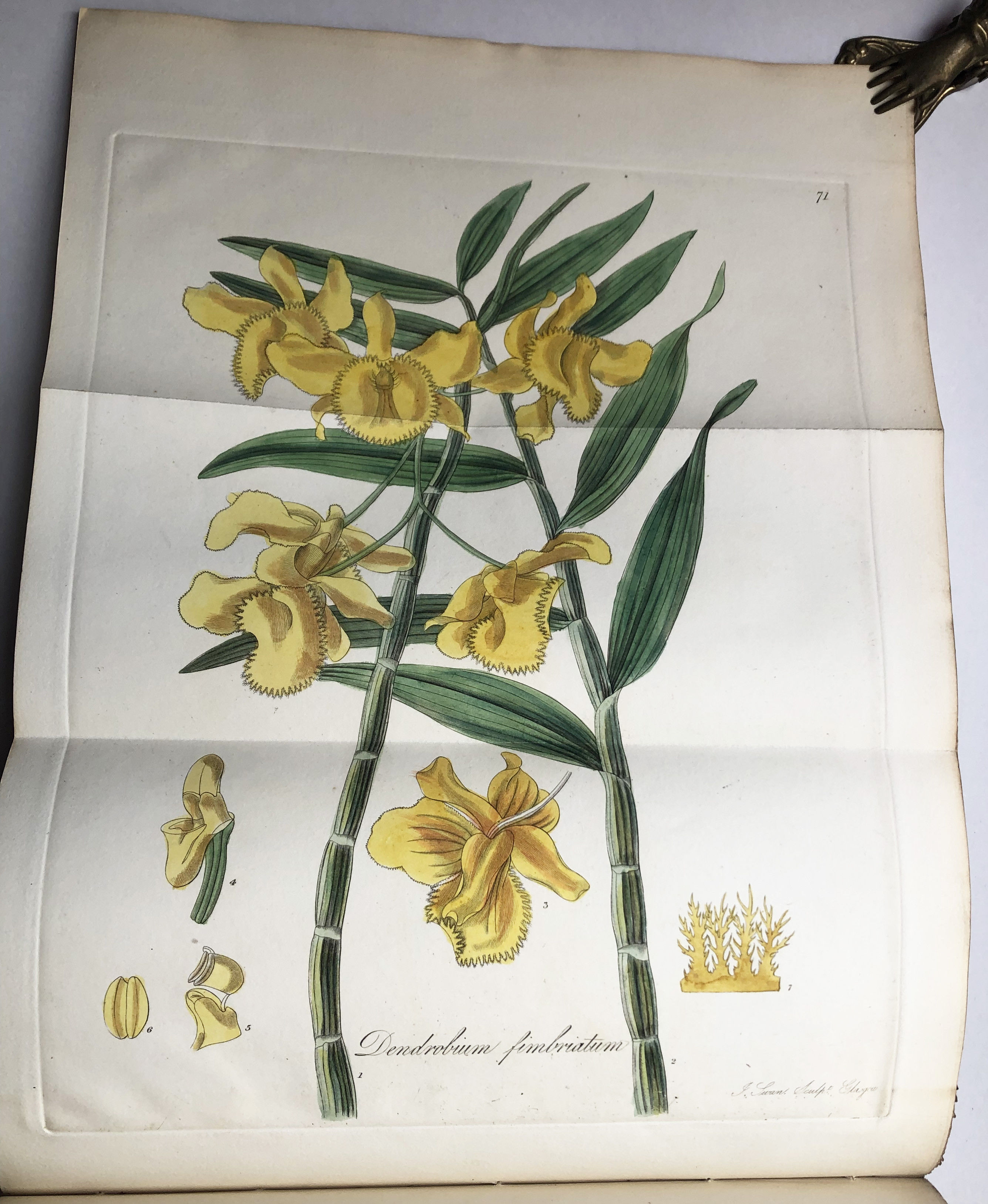 Exotic Flora, Vol. I by Sir William Jackson Hooker | Green cloth boards ...