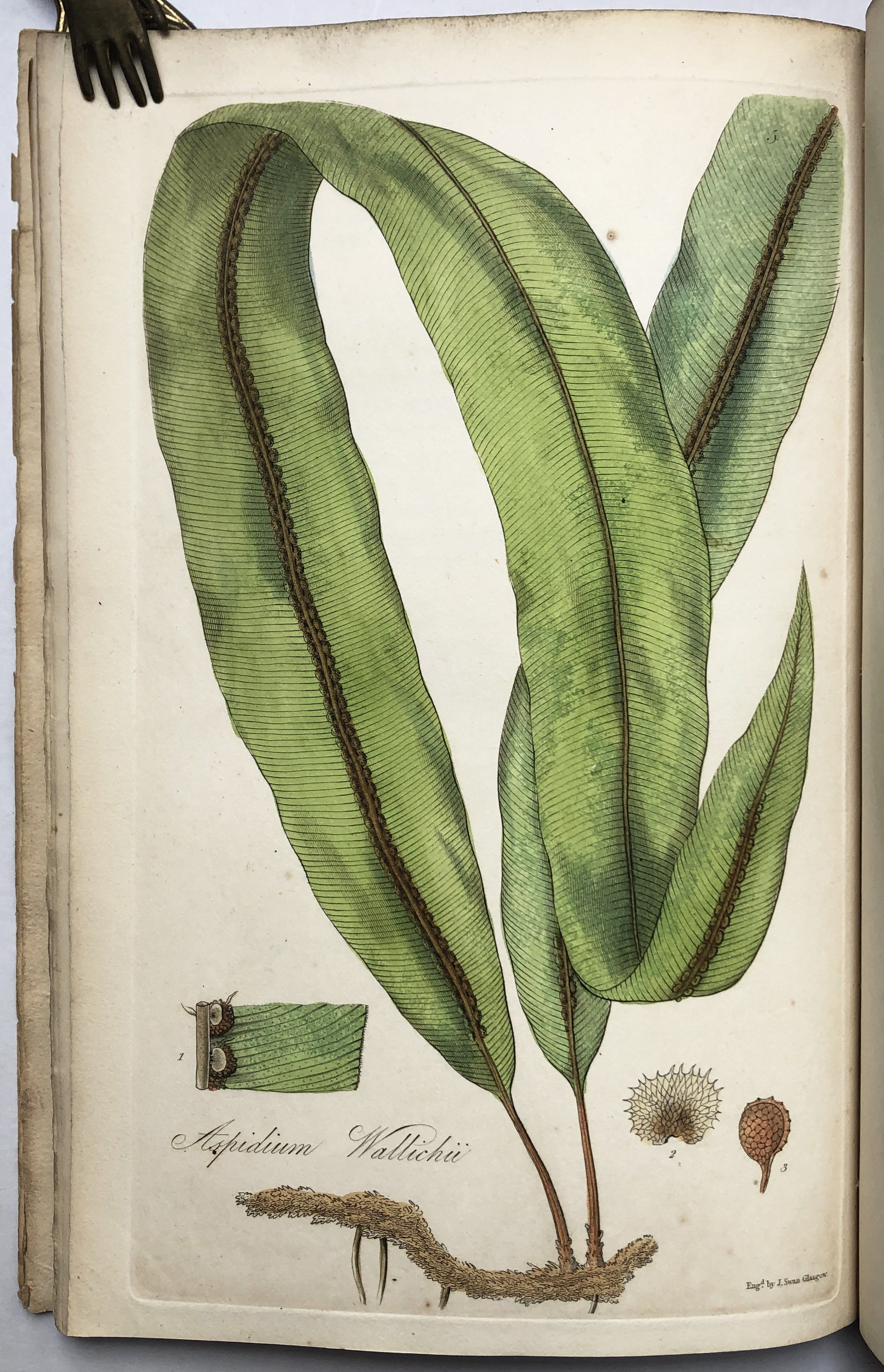 Exotic Flora, Vol. I by Sir William Jackson Hooker | Green cloth boards ...