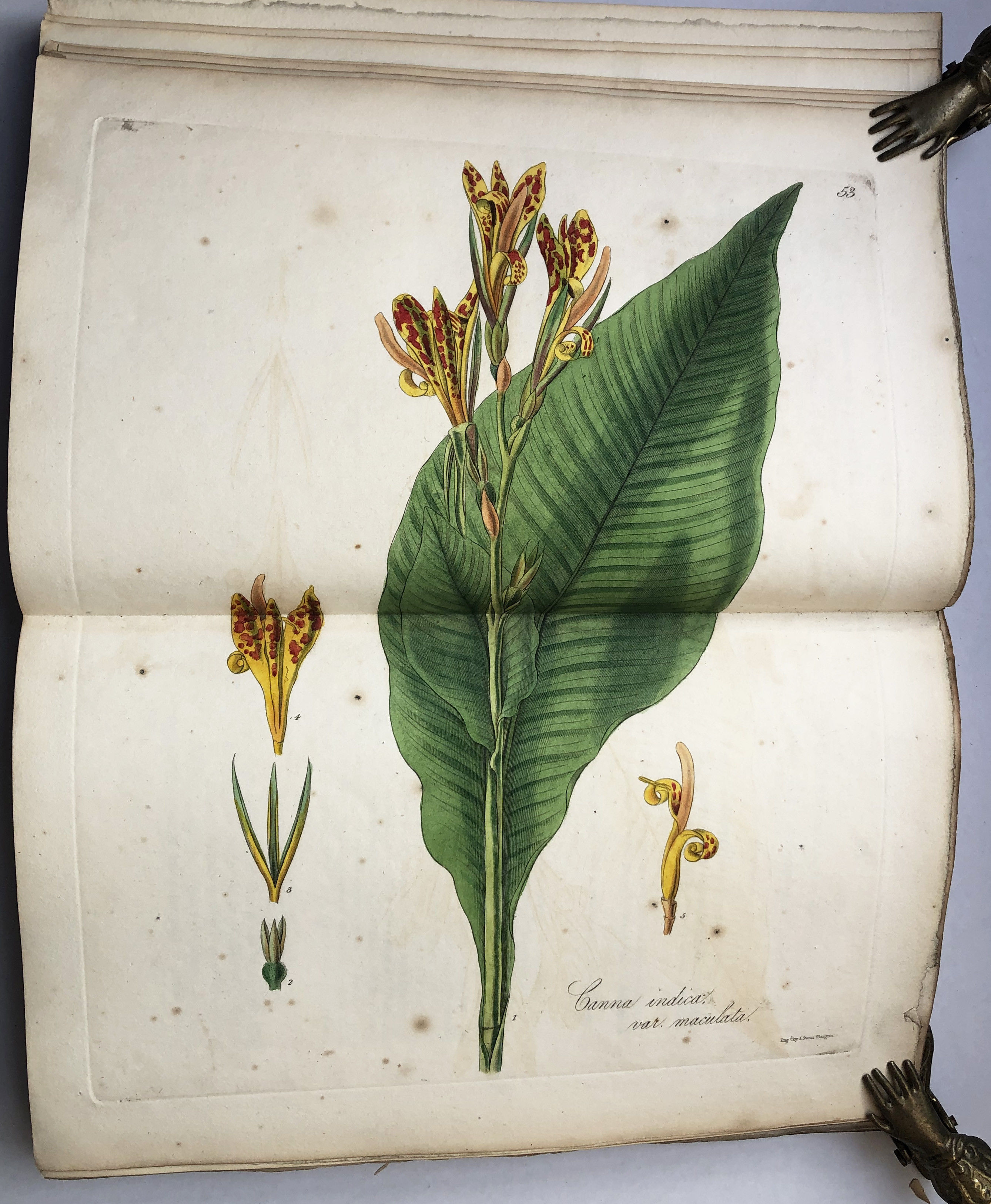 Exotic Flora, Vol. I by Sir William Jackson Hooker | Green cloth boards ...
