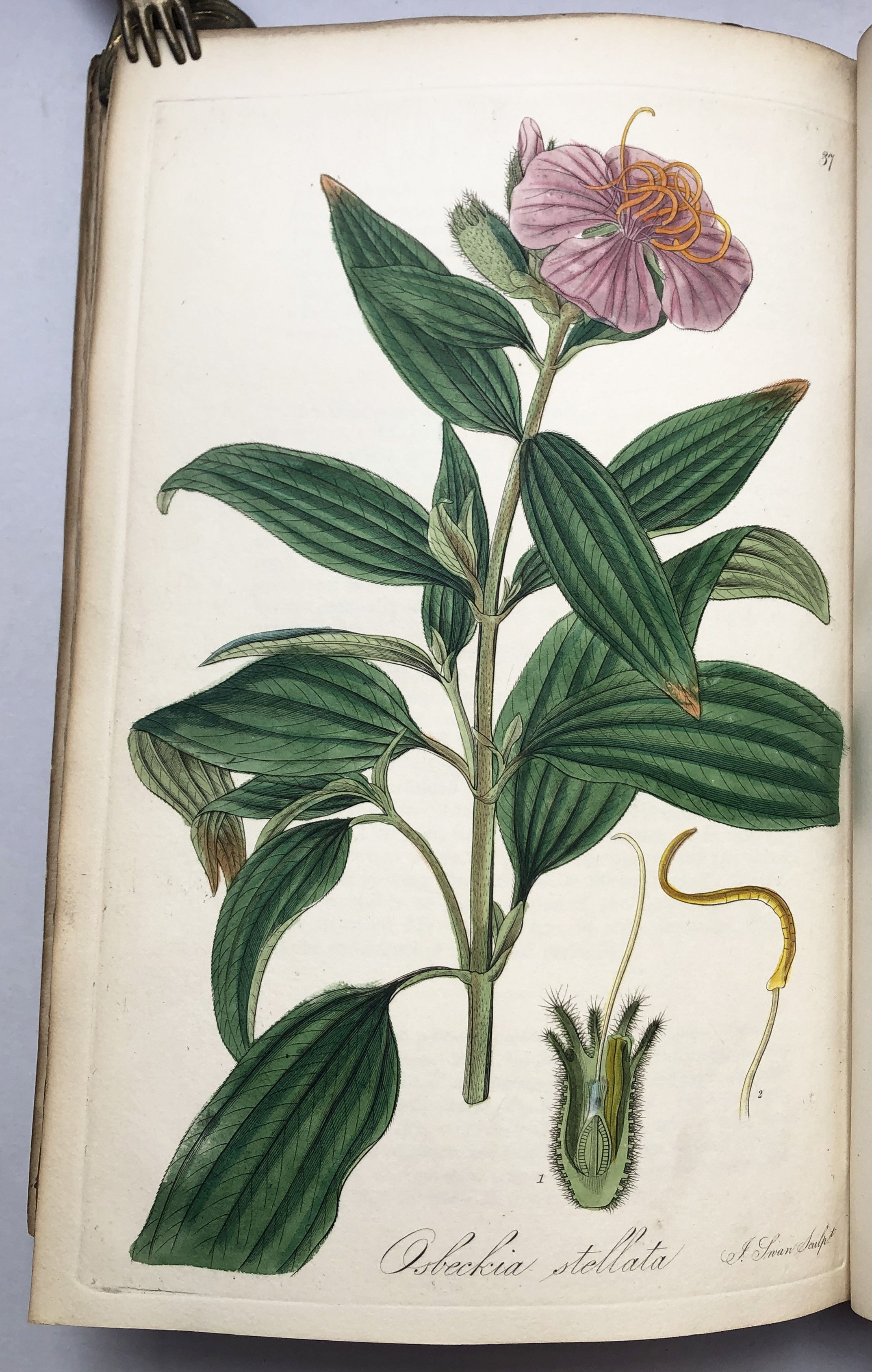 Exotic Flora, Vol. I by Sir William Jackson Hooker | Green cloth boards ...