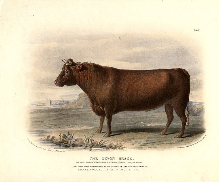 The Devon Breed by LOW, David (1786-1859) | Search for Rare Books | ABAA