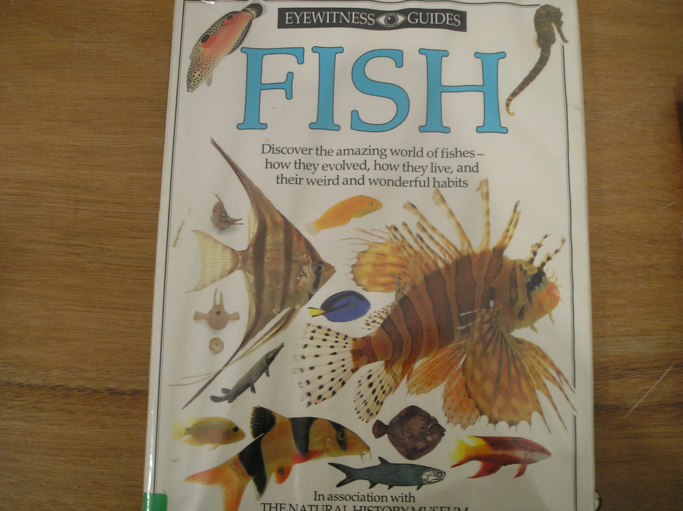 Eyewitness Guides Fish by Steve Parker | Hardback | 1727 | Dorling ...